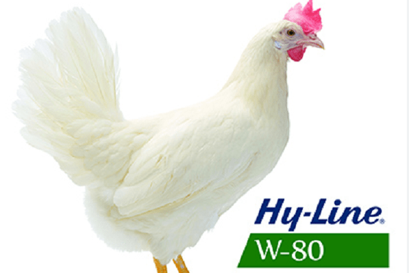 کاتالوگ سویه های لاین W80 مرغ تخمگذار تجاری | مدیران فارم